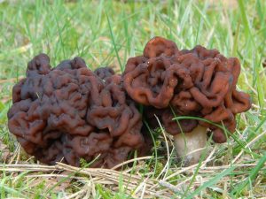 Gyromitra Esculenta (Zbârciog gras) – Ciupercar.ro