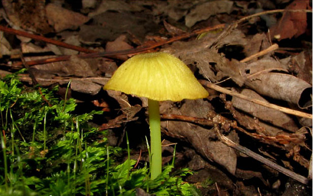 Leptonia Incana – Ciupercar.ro