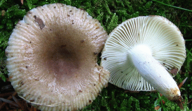 Russula Pectinata – Ciupercar.ro