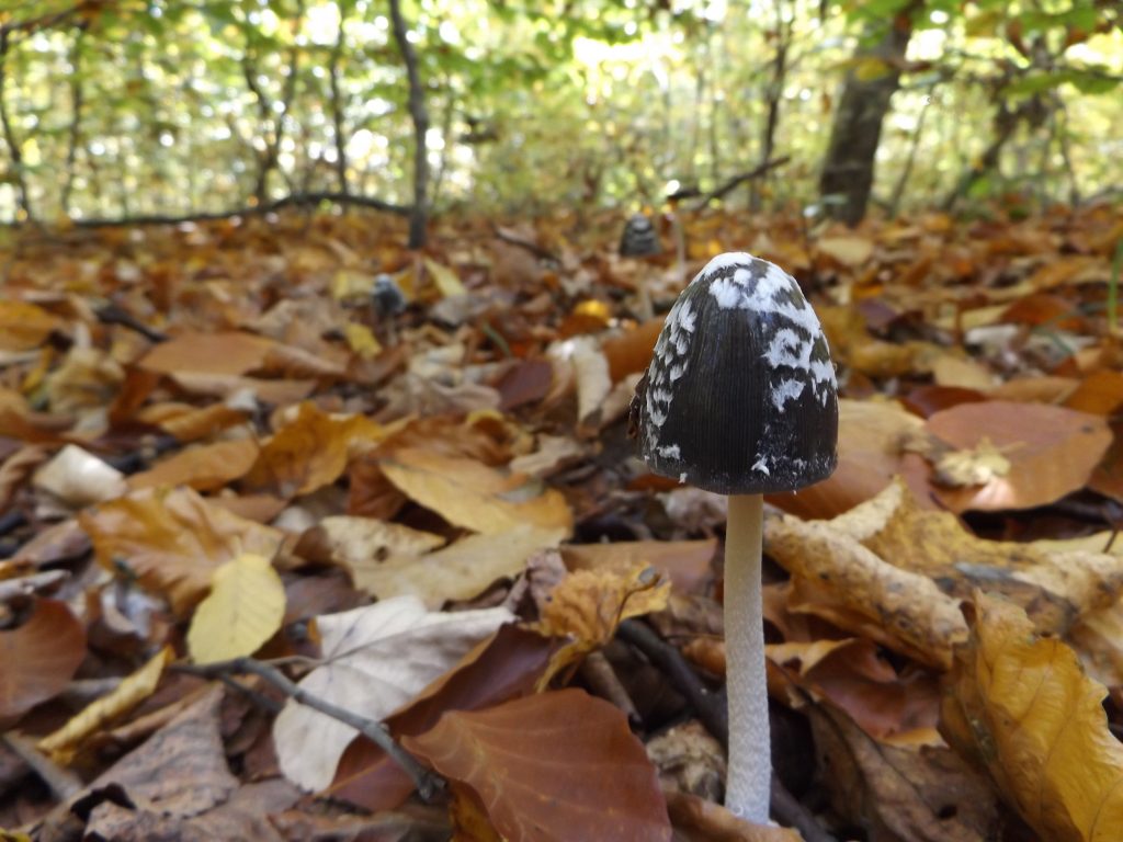 Coprinus picaceus- buretele ciocănitoarei – Ciupercar.ro