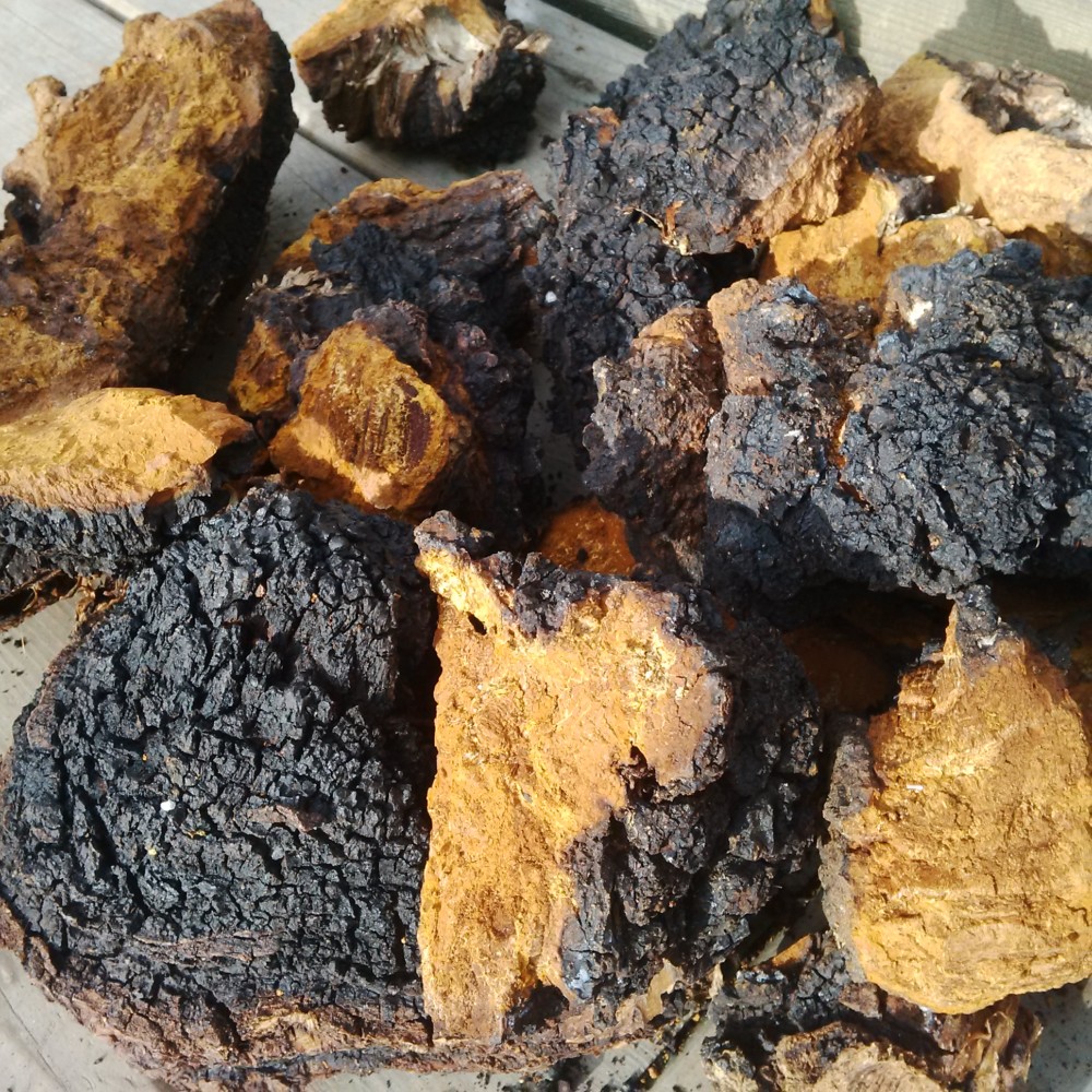 Ciuperca Chaga- Inonotus obliquus – Ciupercar.ro