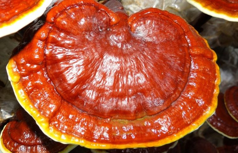 Ganoderma lucidum- Reishi, Ciuperca nemuririi – Ciupercar.ro