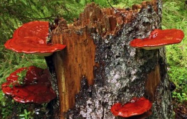 Ganoderma lucidum- Reishi, Ciuperca nemuririi – Ciupercar.ro