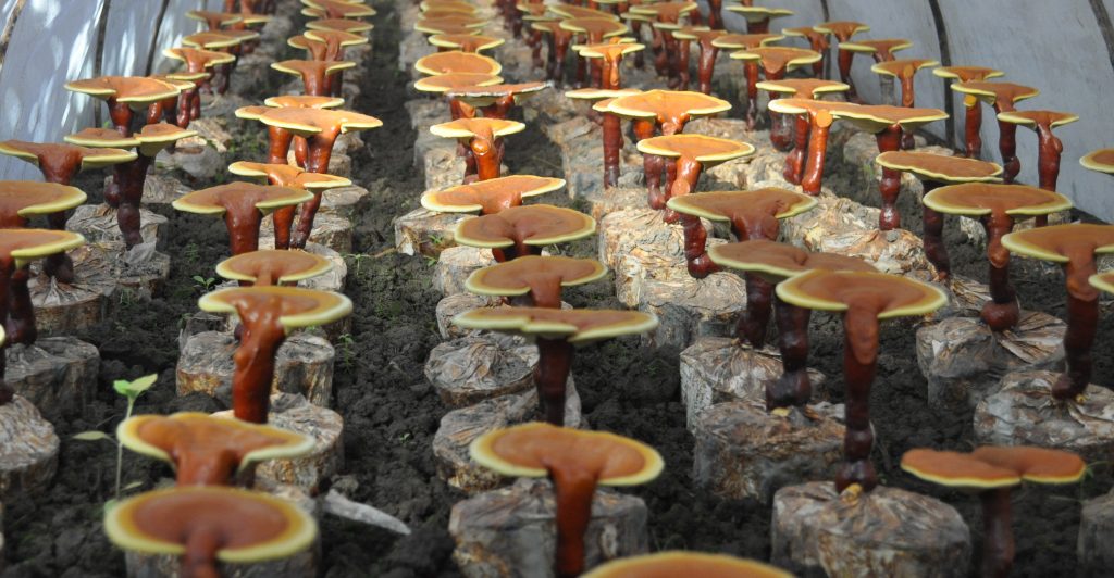 Ganoderma lucidum- Reishi, Ciuperca nemuririi – Ciupercar.ro