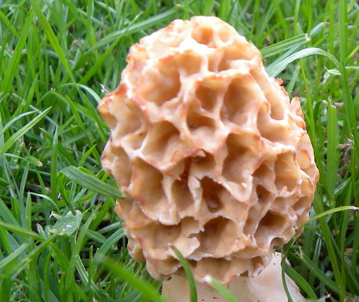 Morchella rotunda- zbârciogul rotund – Ciupercar.ro