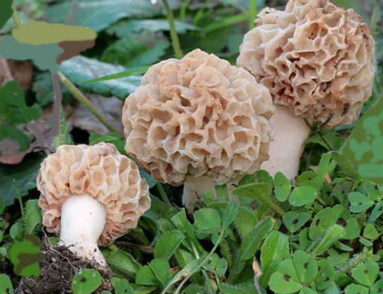 Morchella rotunda- zbârciogul rotund – Ciupercar.ro