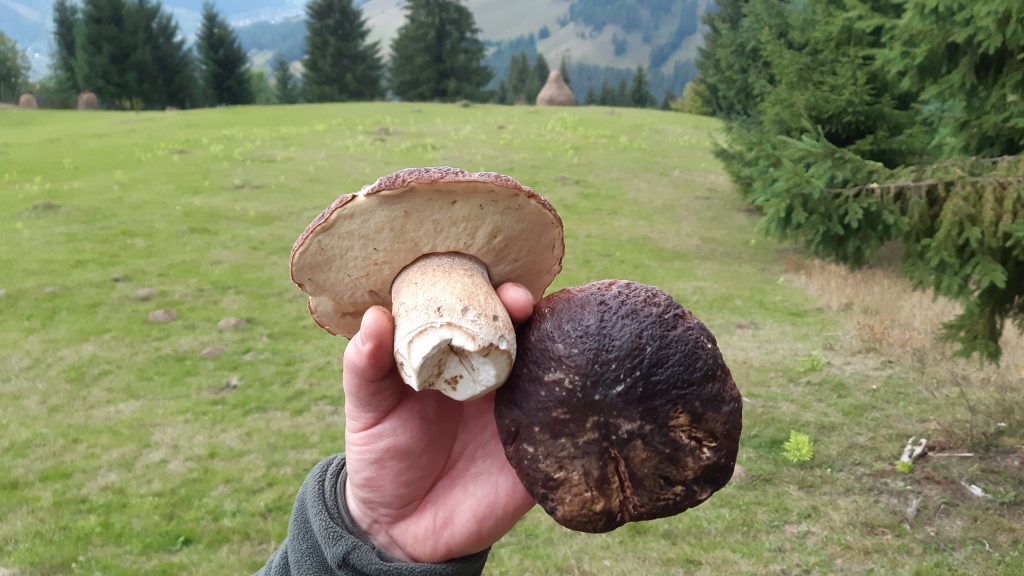 Boletus pinicola- mânătarca – Ciupercar.ro