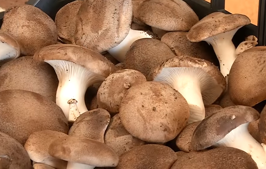 Pleurotus eryngii- păstrăvul scailor – Ciupercar.ro