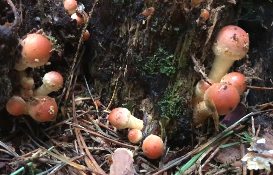 Hypholoma lateritium- gheba cărămizie – Ciupercar.ro