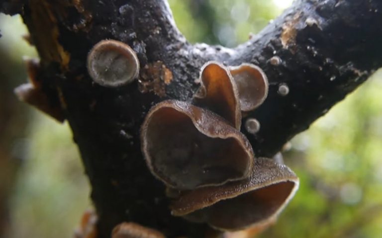 Auricularia cornea- ureche de lemn – Ciupercar.ro