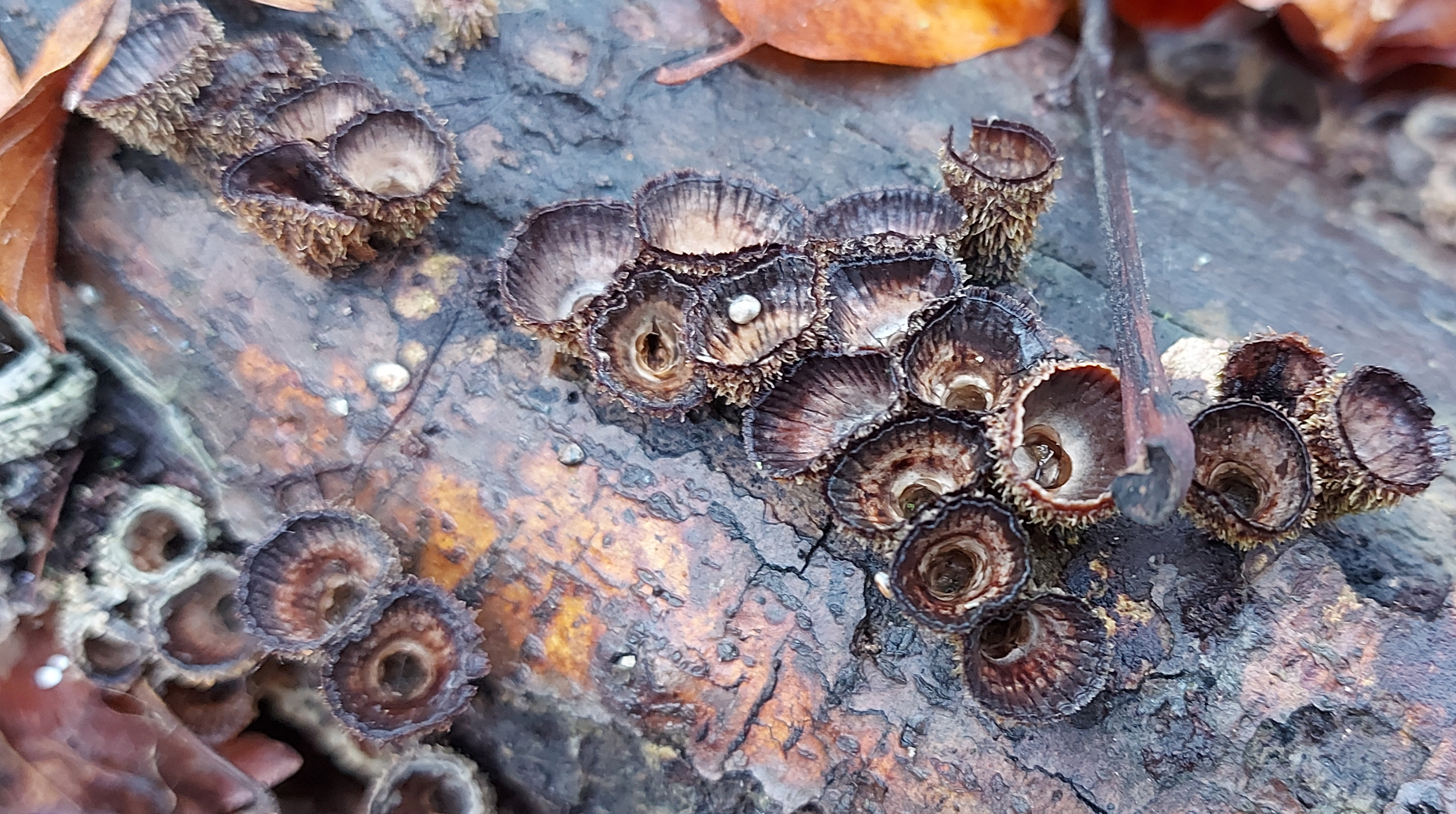 Cyathus striatus- cupiţe – Ciupercar.ro