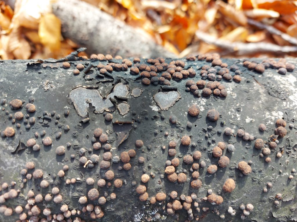 Hypoxylon fragiforme – Ciupercar.ro