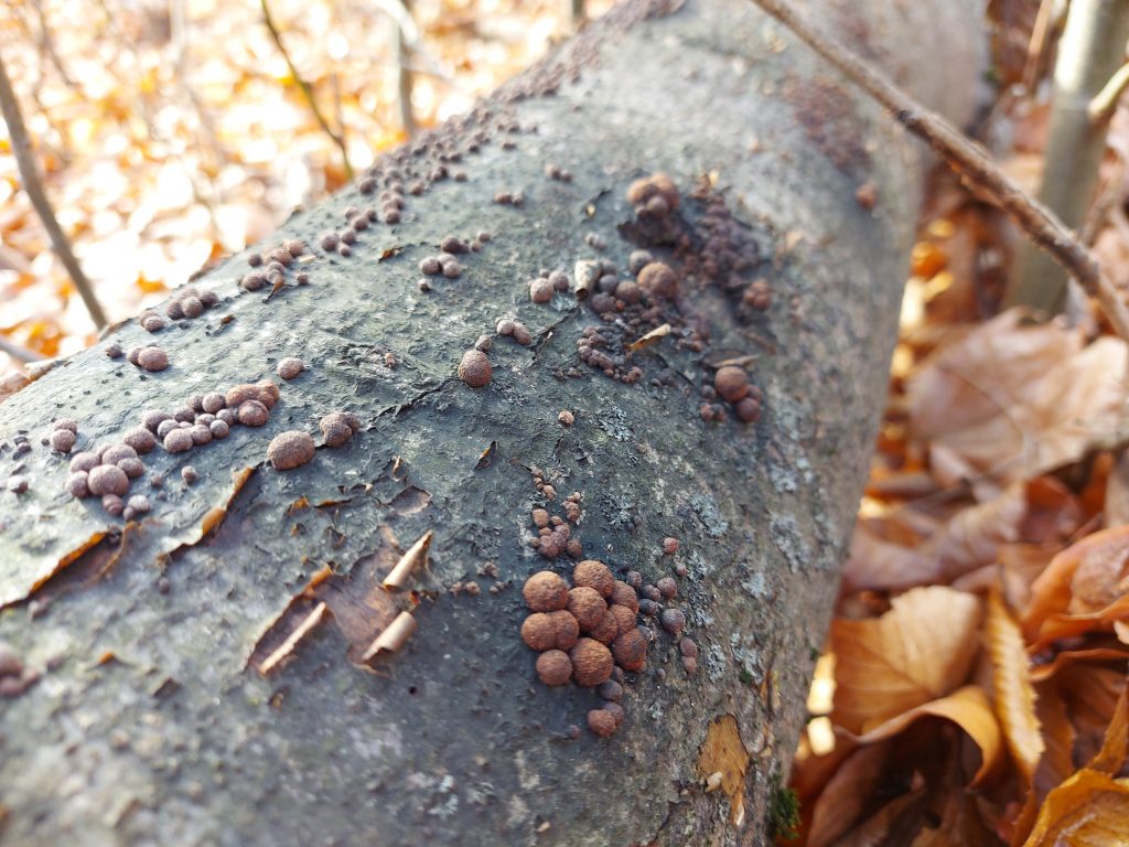 Hypoxylon fragiforme – Ciupercar.ro