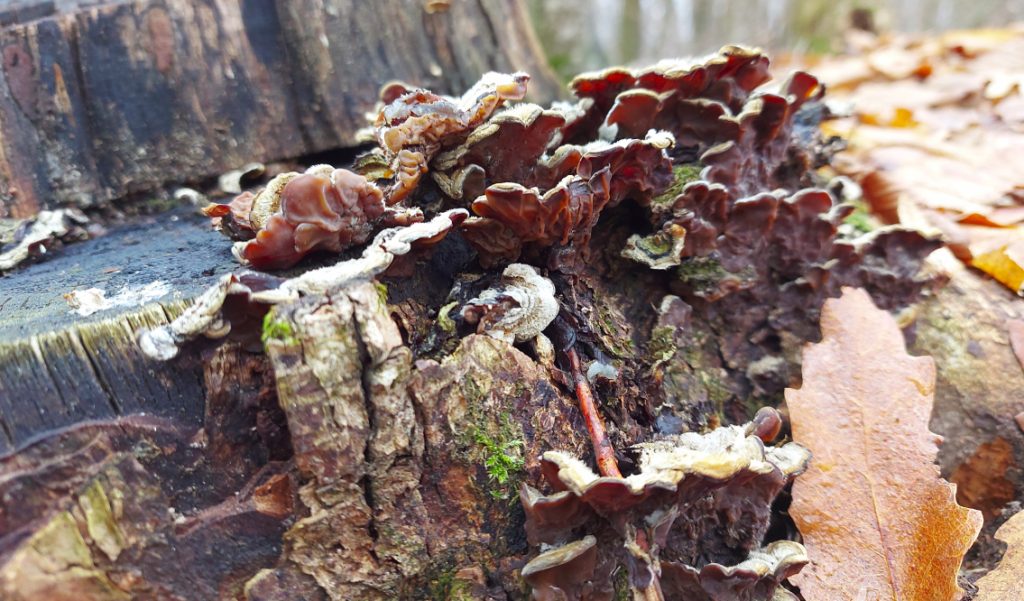 Auricularia mesenterica- drele – Ciupercar.ro