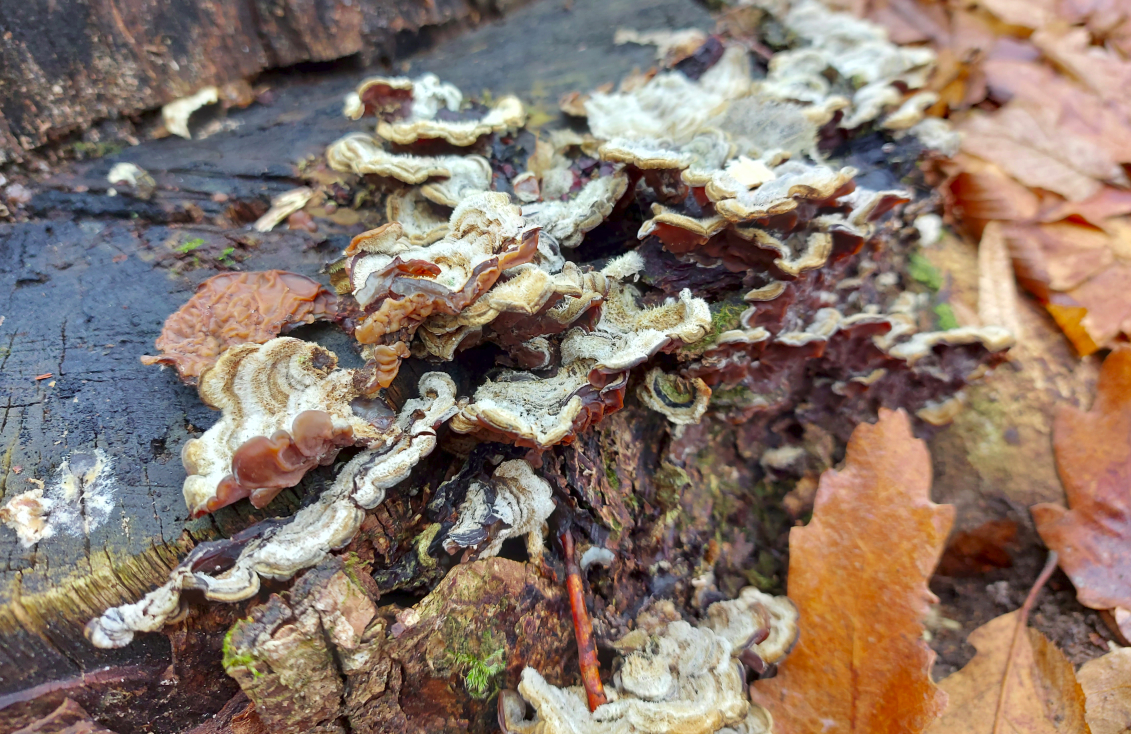 Auricularia mesenterica- drele – Ciupercar.ro