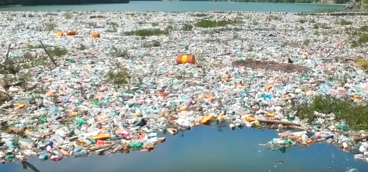 Ciupercile care descompun plasticul – Ciupercar.ro