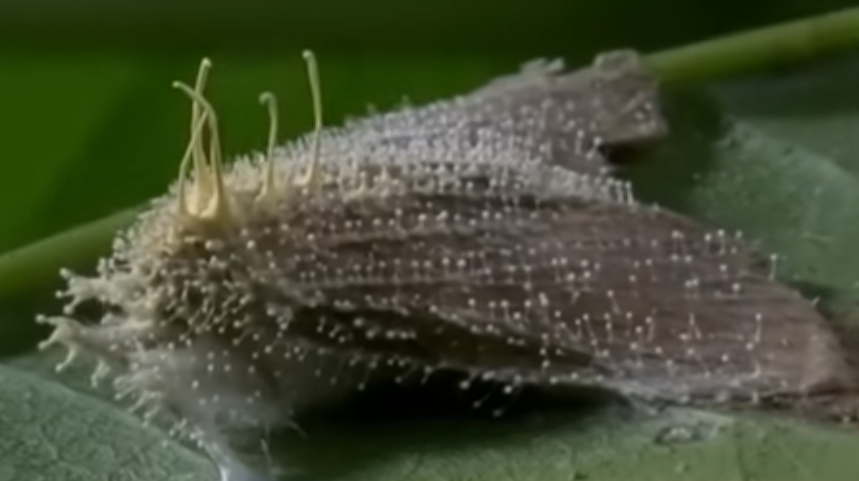 Ciuperci parazite – Ciupercar.ro