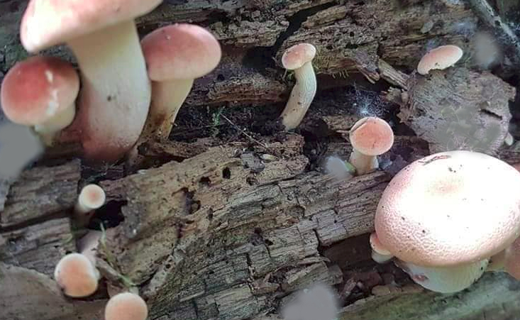 Neolentinus cyathiformis – Ciupercar.ro