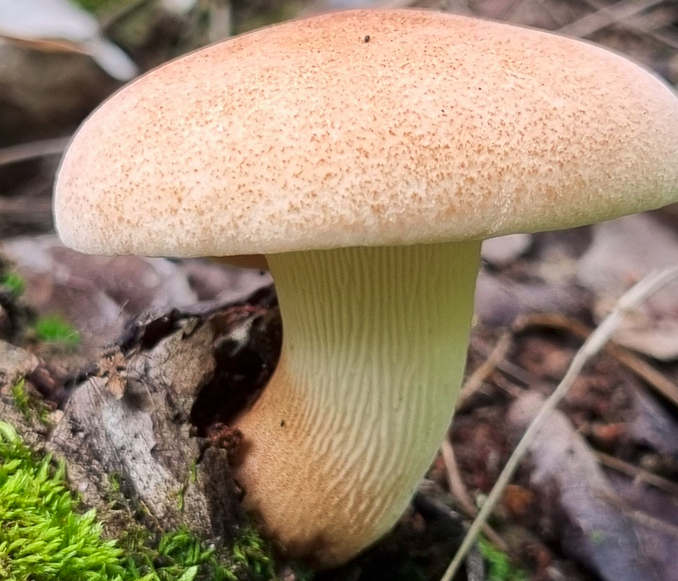 Neolentinus cyathiformis – Ciupercar.ro